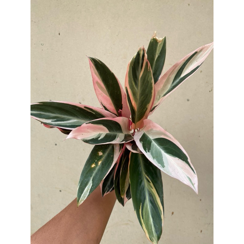 Jual Blantik Kembang-Tanaman hias Calathea Multicolor Besar - Meranti ...