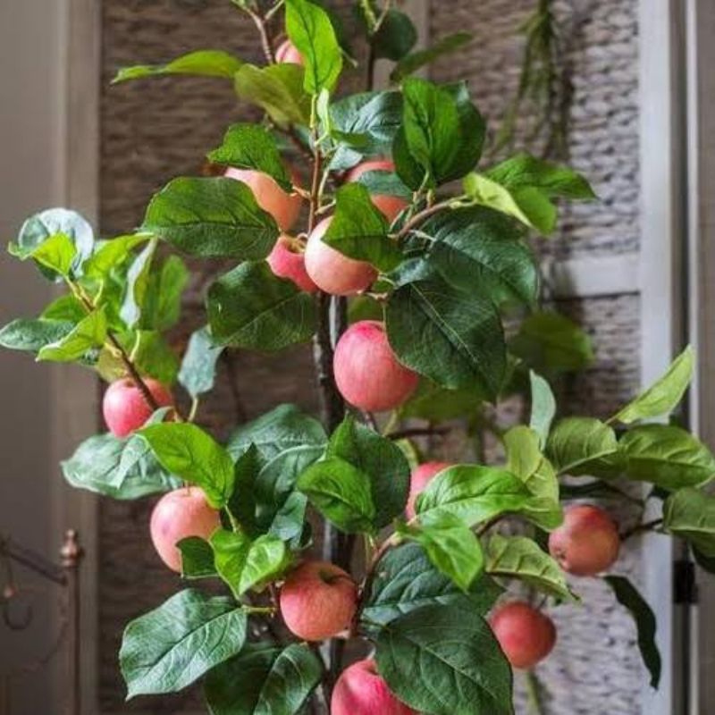 Jual BIBIT APEL FUJI (BATANG BESAR) | Shopee Indonesia