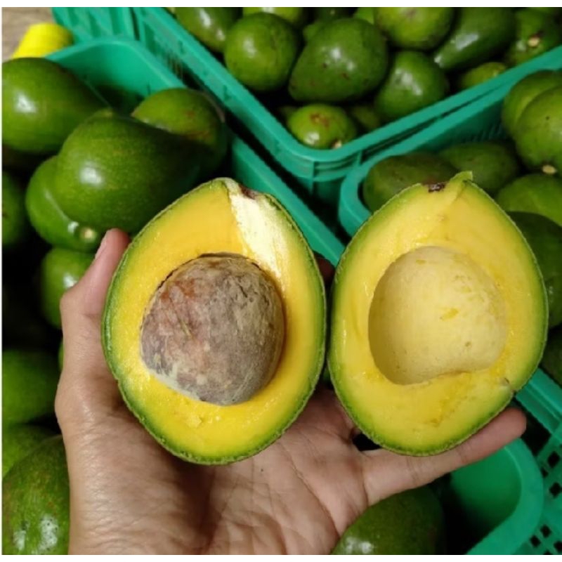Jual buah alpokat metega kusus mateng/masak harap tanya stock dahulu ...