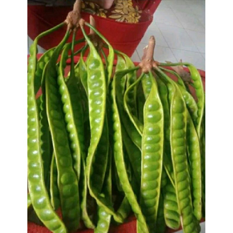 Jual pete petai segar siap di masak 10 papan/ petai jawa murah 1 ikat ...