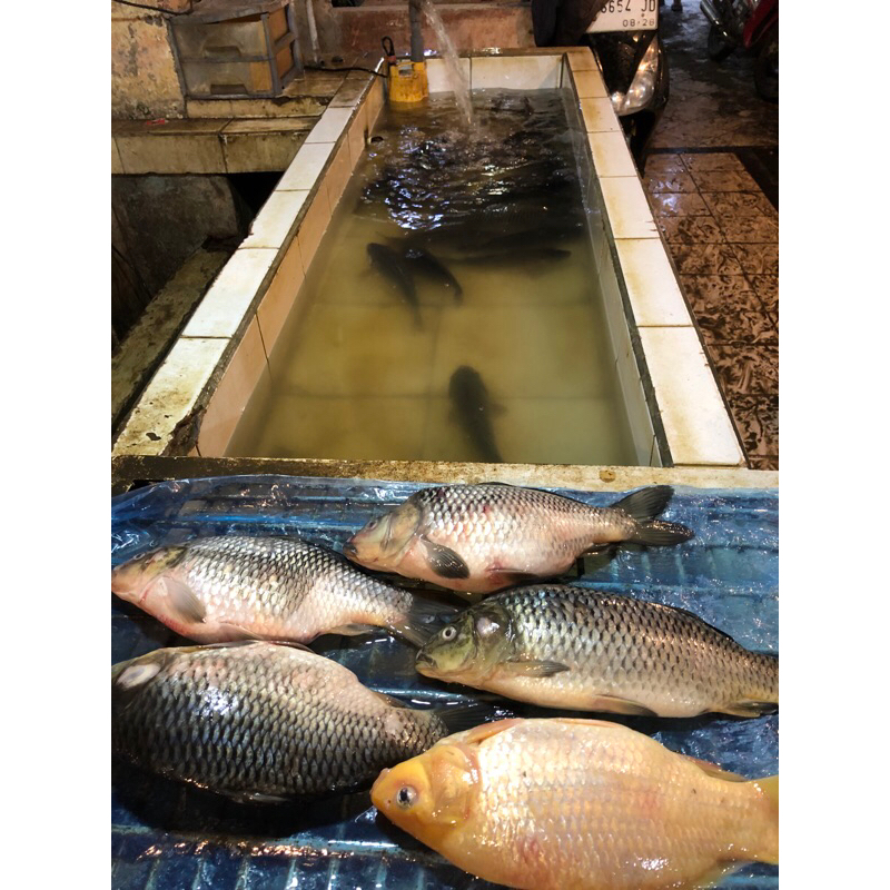 Jual IKAN MAS FRESH 1kg isi 2 | Shopee Indonesia