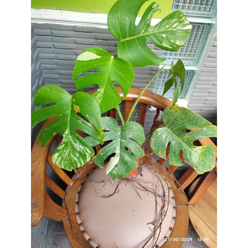 Jual Monstera varigata | Shopee Indonesia
