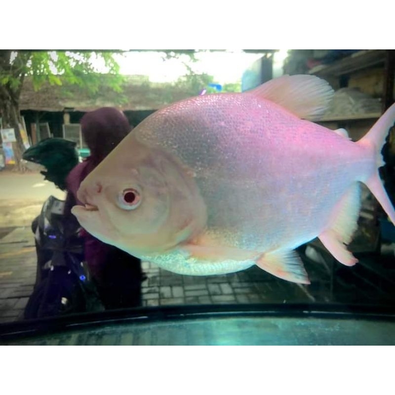 Jual Ikan Pacu Albino | Shopee Indonesia