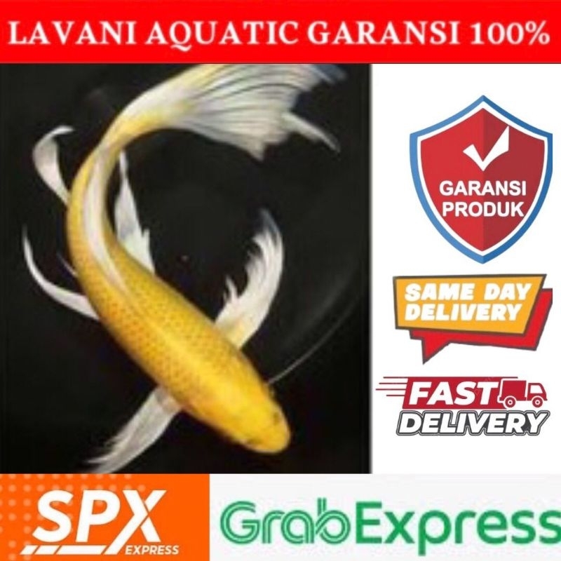 Jual aksesoris aquarium-Koi kuning slayer 5-8cm | Shopee Indonesia
