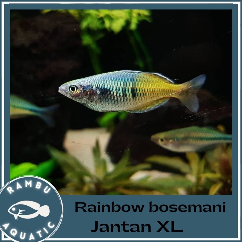 Jual Ikan Rainbow Bosemani Jantan 5-6Cm | Shopee Indonesia