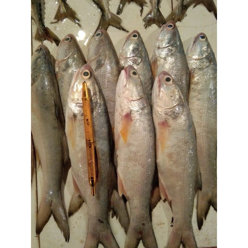 Jual ikan kuro/ ikan senangin segar 1 kg | Shopee Indonesia