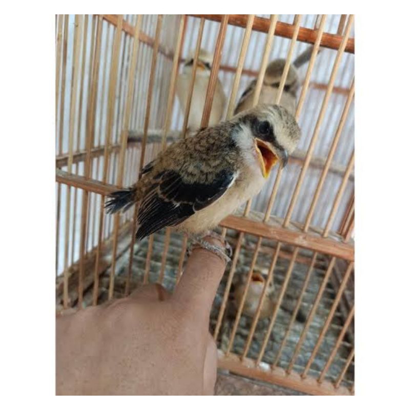 Jual Burung pentet madura anakan pilihan super | Shopee Indonesia