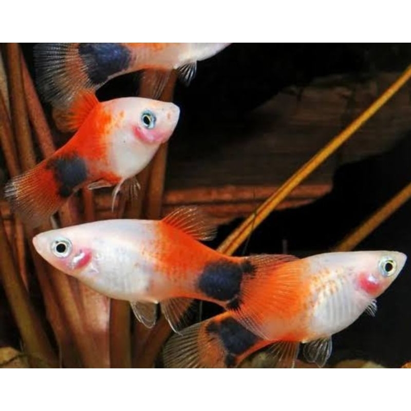 Jual Ikan Hias Molly Caroline / Platy Mickymoush (10 Ekor) | Shopee ...
