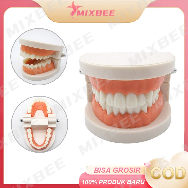 Jual Dental model study edukasi dokter gigi phantom studi rahang gigi ...