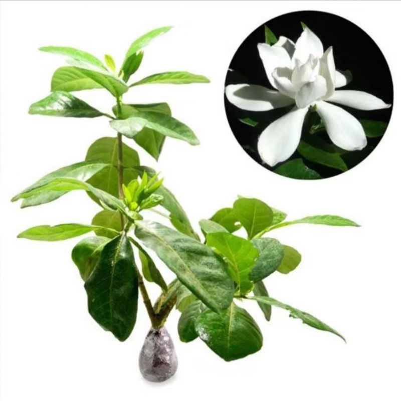 Jual Bibit Tanaman Melati Bali | Shopee Indonesia