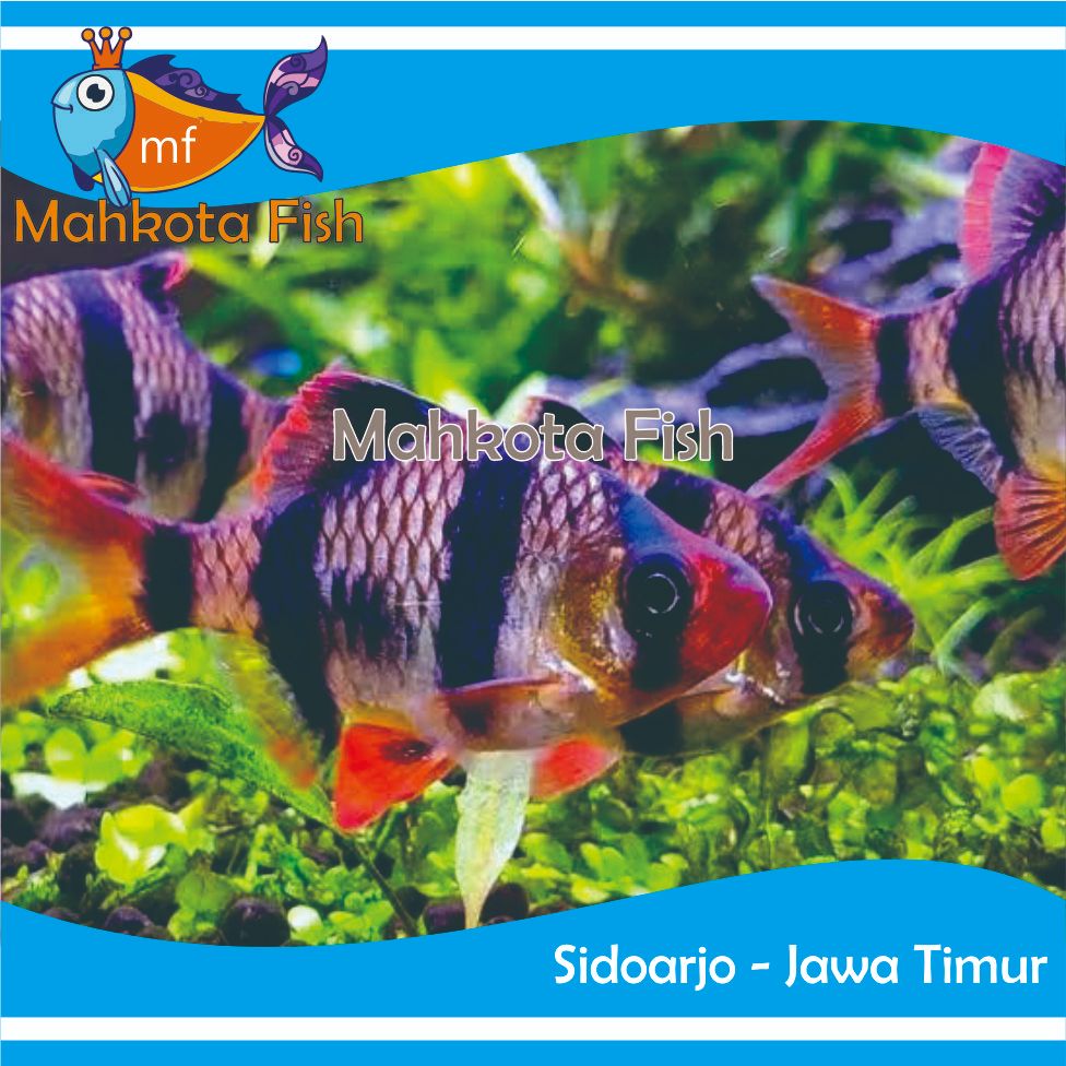 Jual Ikan SUMATRA | SUMATRA TIGER | TIGER BARB SUMATRA | (KHUSUS INSTAN ...