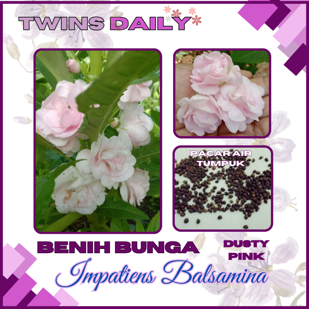 Jual Twinsdaily. 10 Biji Benih Pacar Air Tumpuk Impatiens Balsamina ...