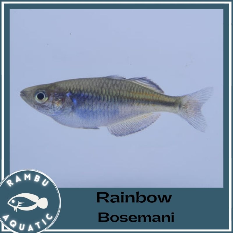 Jual Ikan Rainbow Bosemani 3Cm | Shopee Indonesia