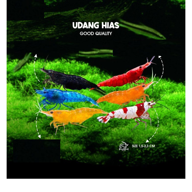 Jual PAKET 10 EKOR UDANG HIAS WARNA RANDOM (BIRU,MERAH,KUNING,HITAM ...