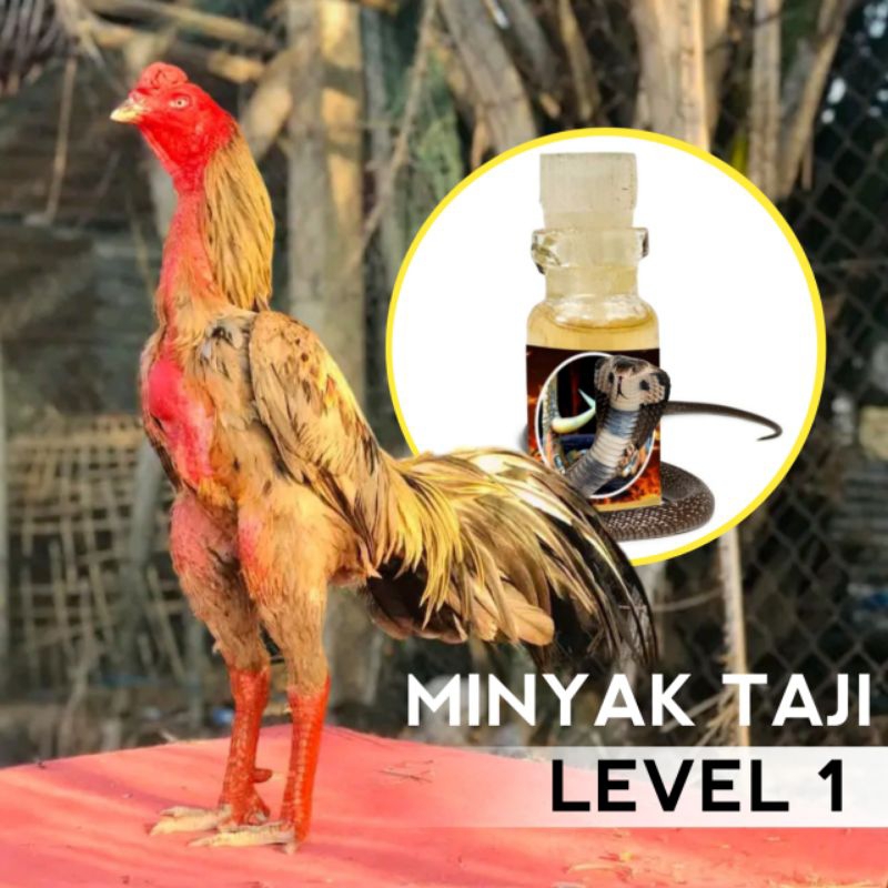 Jual Pakhoy super brutal racun ayam aduan Jalu | Shopee Indonesia