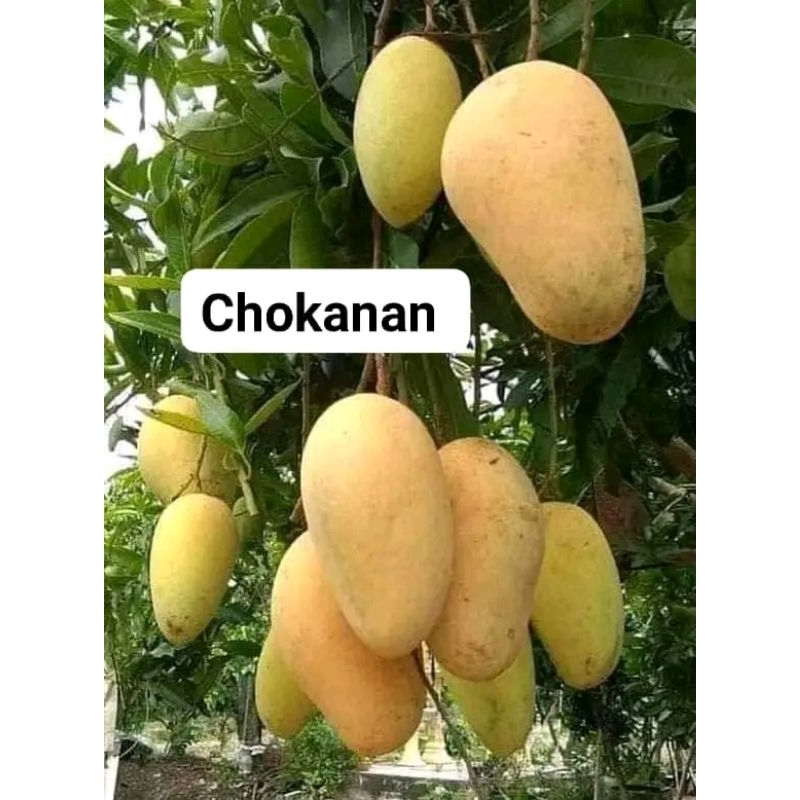 Jual Bibit MANGGA CHOKANAN batang besar siap berbunga dan berbuah ...