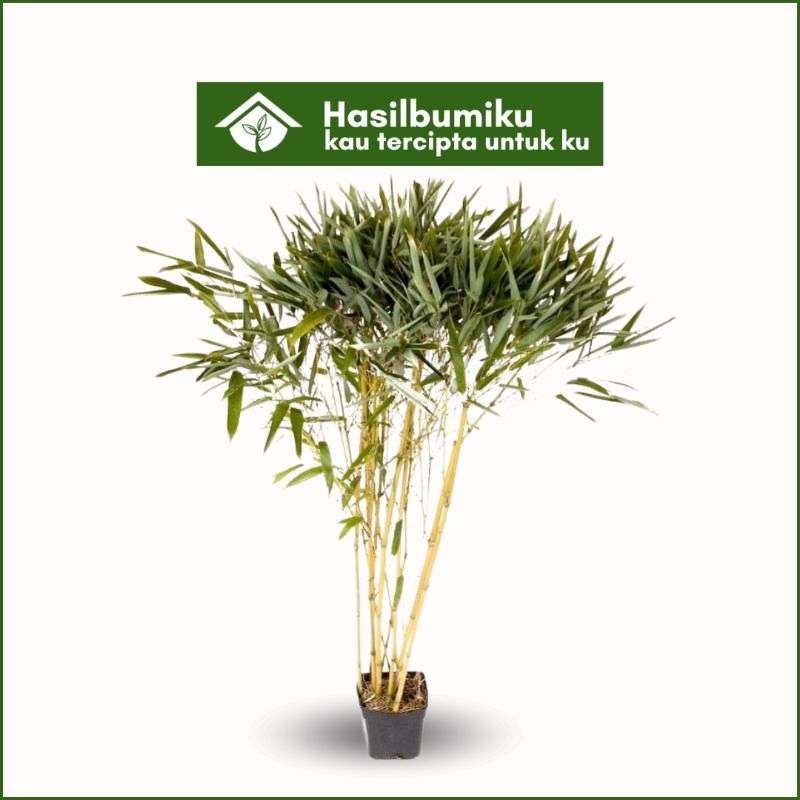 Jual Hasilbumiku - Bibit Stek Bambu/Haur Kuning Hias Asli Batang Besar ...