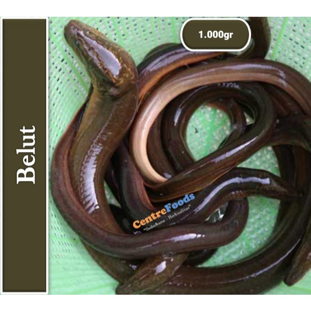 Jual IKAN BELUT - Hidup/Mati Fresh | 1.000gr [ Harga Per KG ] | Shopee ...