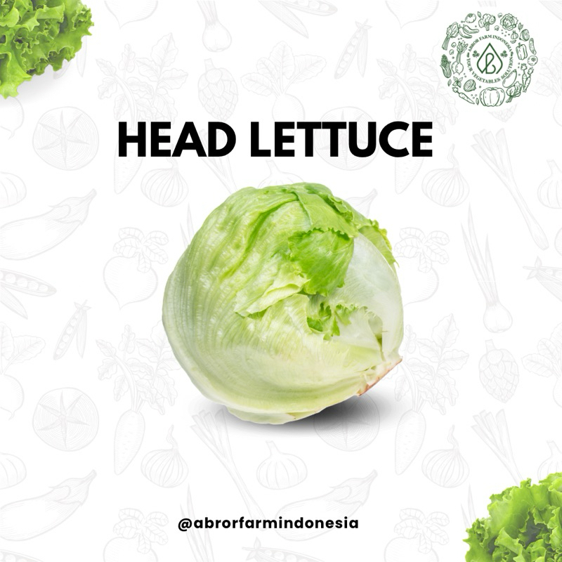Jual Head Lettuce 500gr -1kg | Shopee Indonesia