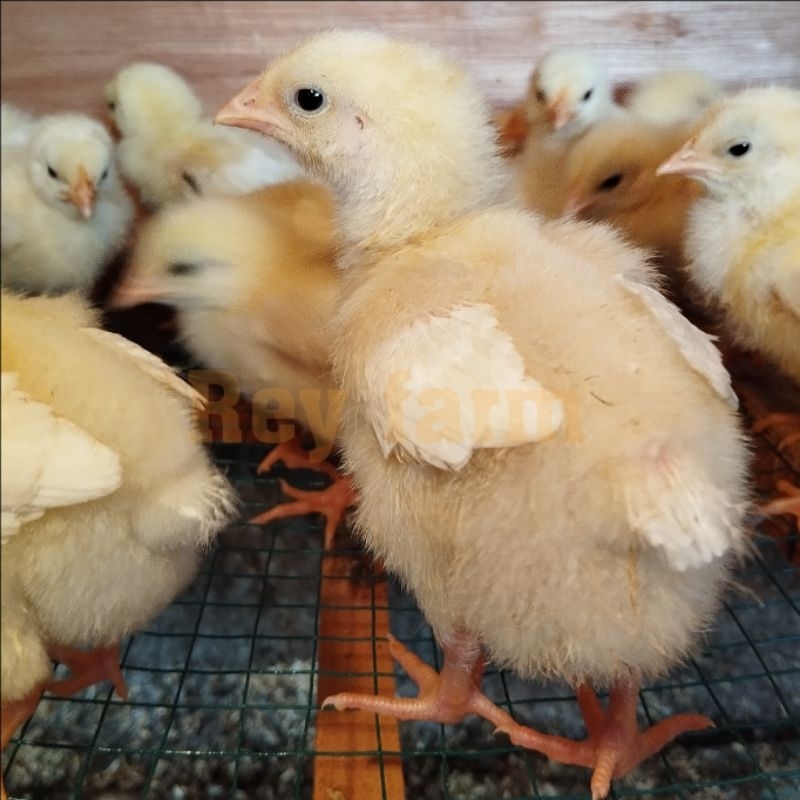Jual BIBIT AYAM BROILER SUPER | Shopee Indonesia