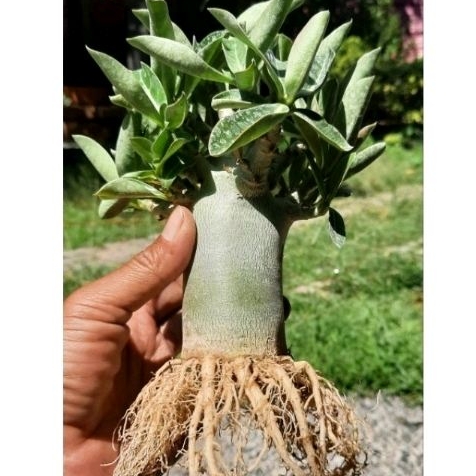 Jual Adenium Program Akar Gurita - Arabicum Godji Rcn Thaisoco Black ...