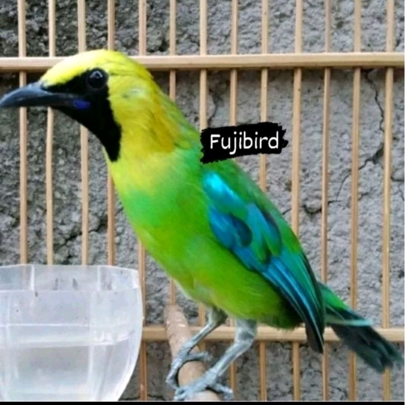 Jual CUCAK RANTING JANTAN PILIHAN | Shopee Indonesia