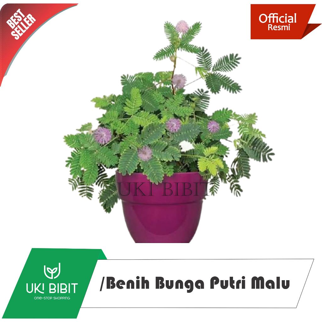 Jual ( 10 Butir ) Benih Biji Bunga Putri Malu | Mimosa Pudica | Shopee ...