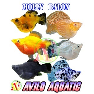 Jual ikan hias molly moli BALON black golden white ikan aquascape murah ...