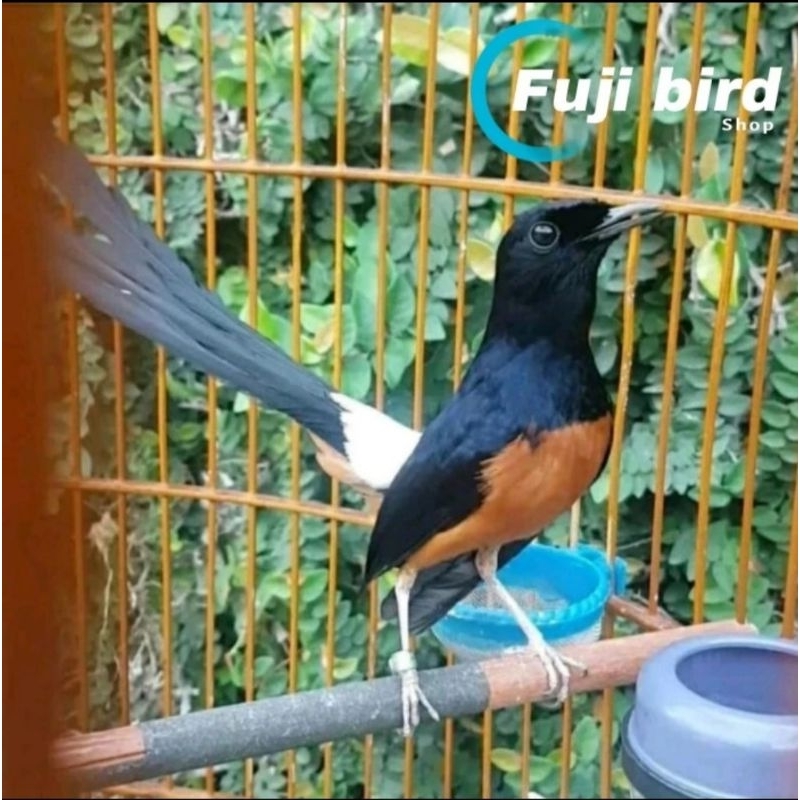 Jual MURAI MUDA HUTAN JANTAN NON GEMBUNG | Shopee Indonesia