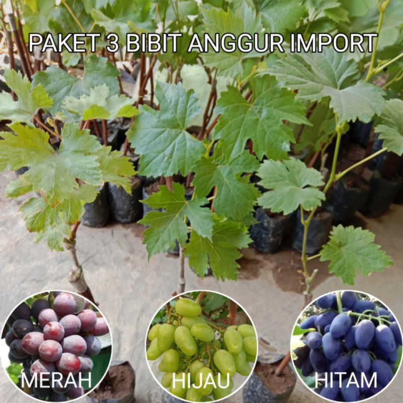 Jual PROMO !!! Paket 3 Bibit Anggur Import merah, hijau, hitam | Shopee ...