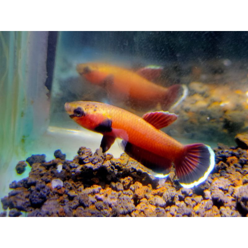 Jual wild Betta channoides sepasang 4 cm siap breeding | Shopee Indonesia