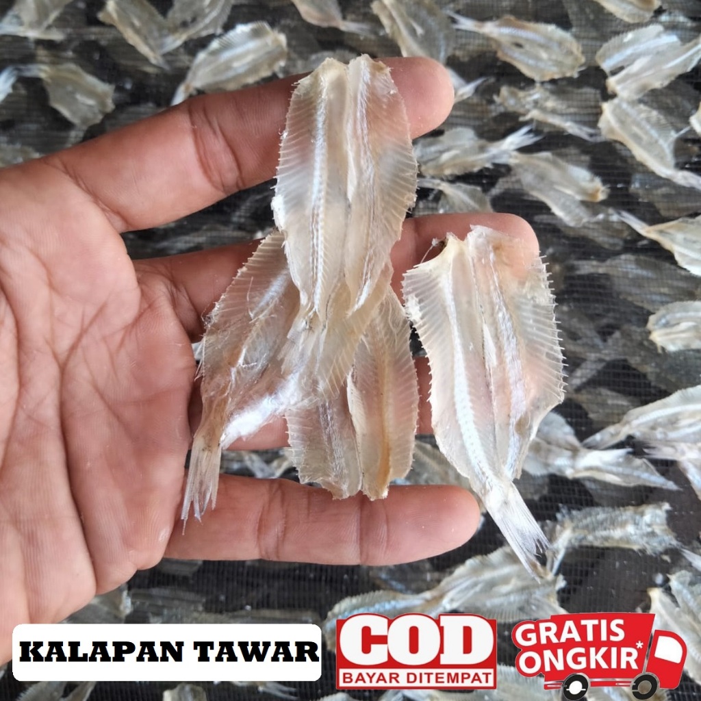 Jual Kalapan belah tawar / ikan pakang belah tawar kualitas super ...