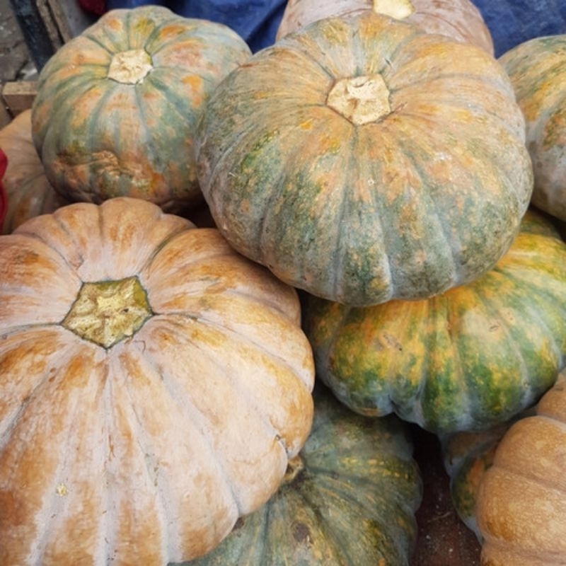 Jual TER MURAH 100 BENIH WALOH / LABU KUNING BESAR UNGGUL | Shopee ...