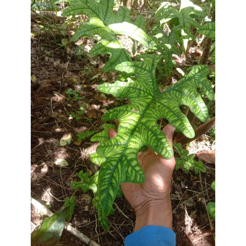 Jual alocasia jeklin | Shopee Indonesia