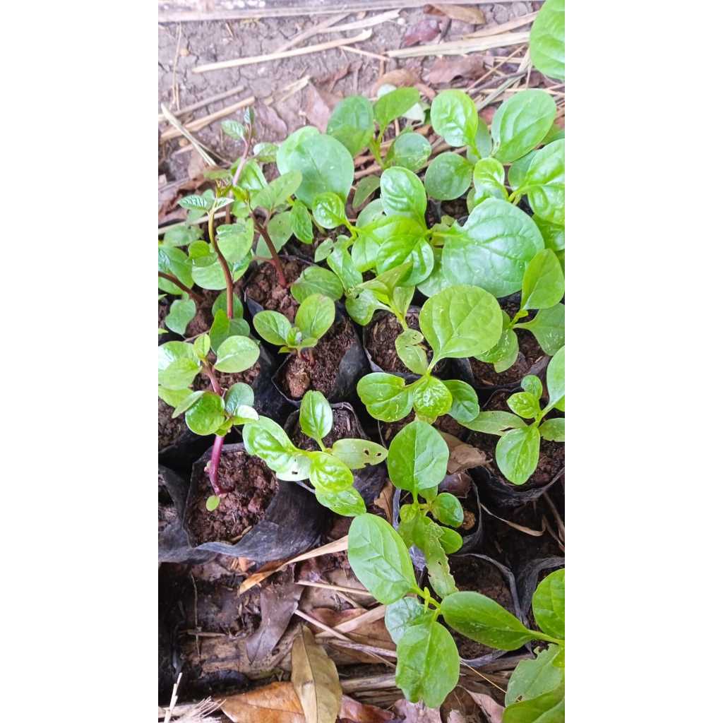 Jual Bibit Binahong Perpolibag Bibit Binahong Merah dan Bibit Binahong ...