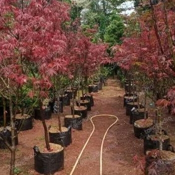 Jual red maple japanese tinggi 1,5m sampai 2m red maple tinggi 2 meter ...