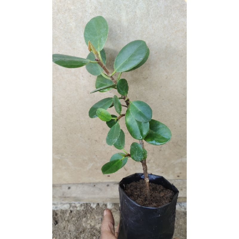 Jual bibit ficus beringin dolar mangkok | Shopee Indonesia