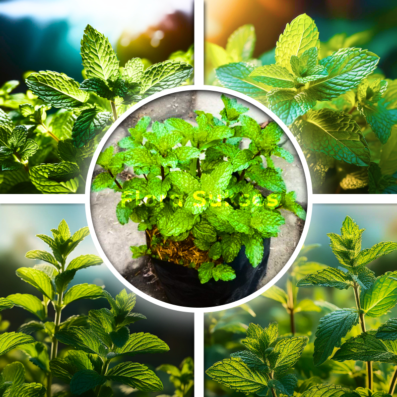 Jual PROMO Pohon Mint JUMBO Plant Spearmint - Bibit Tanaman Mint ...