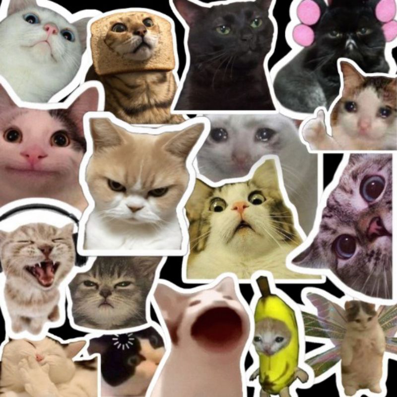 Jual stiker cat meme 1 pack: 50 pcs | Shopee Indonesia