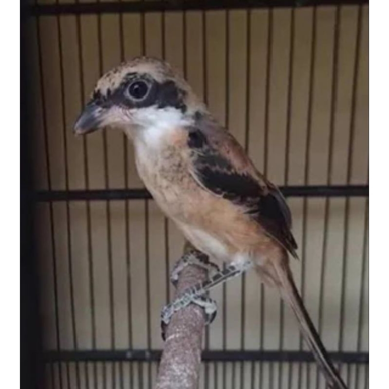 Jual BURUNG PENTET TROTOLAN JANTAN PROSPEK | Shopee Indonesia