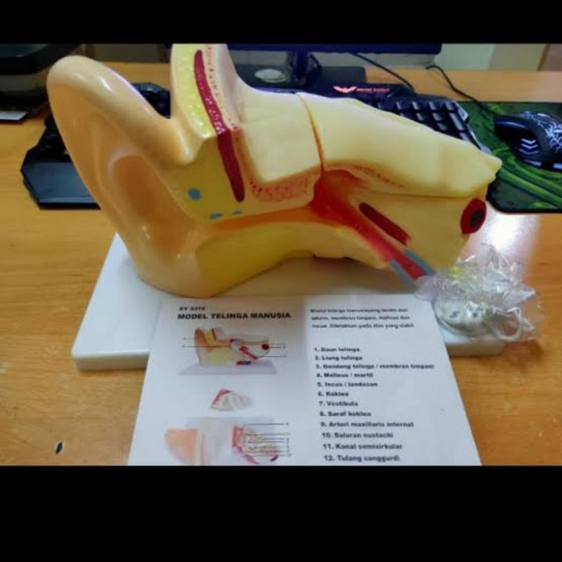 Jual anatomi model telinga, alat peraga pendidikan ipa, smp | Shopee ...