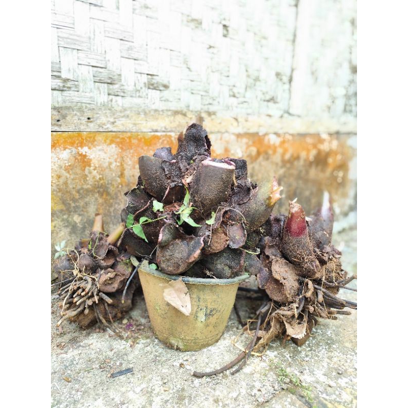 Jual Tanaman Hias bongol pakis kebo 1 kg | Shopee Indonesia