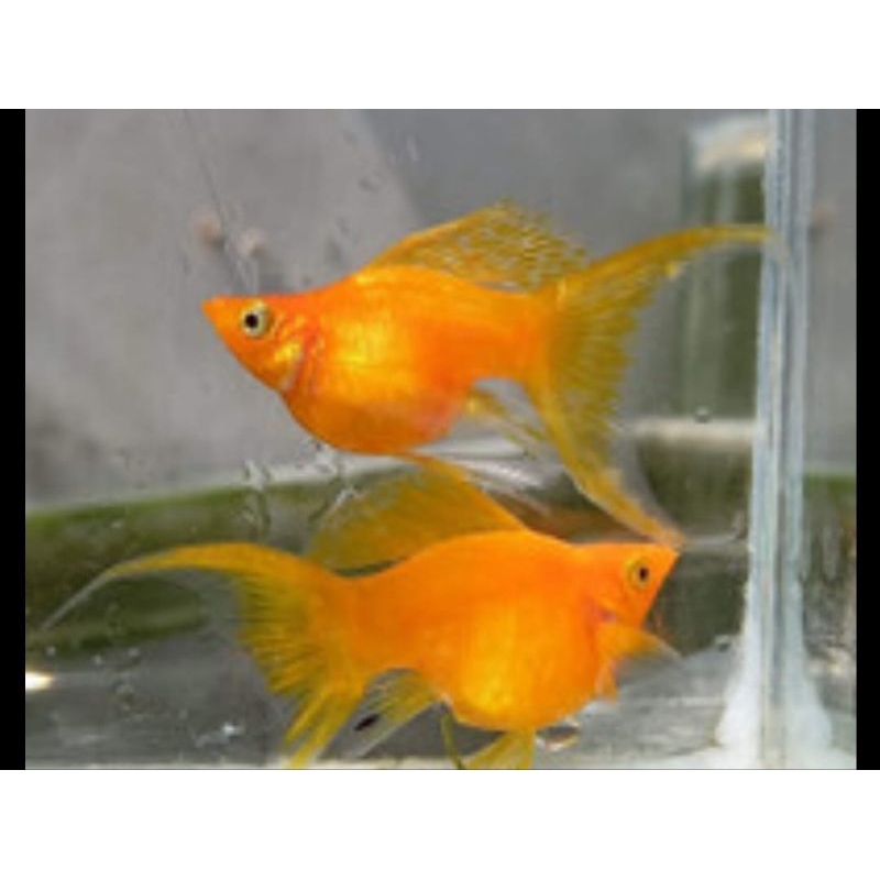 Jual BALON OREN CAWANG sankist | Shopee Indonesia