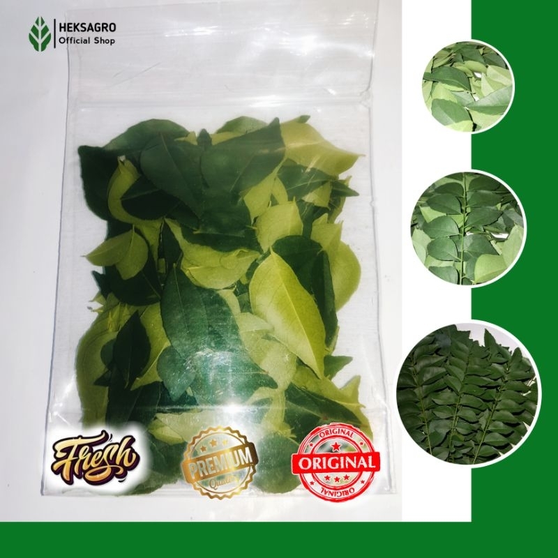 Jual DAUN KARI / SALAM KOJA / TEMURUI 45 tangkai ( daun tanpa tangkai ...