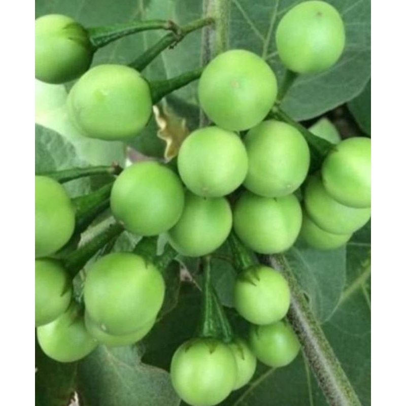 Jual Buah cepokak tekokak takokak buah rimbang fresh murah | Shopee ...