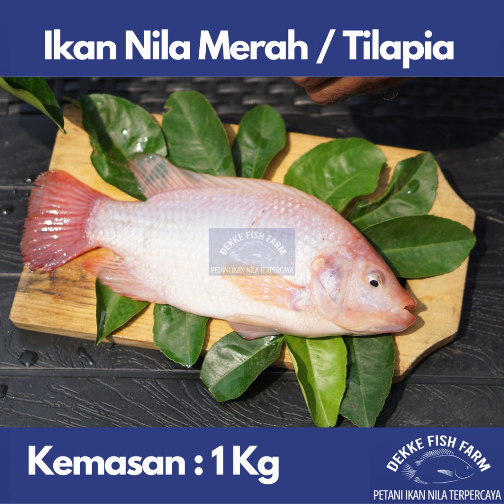 Jual Ikan Nila Merah Segar / Fresh Red Tilapia 1 kg ( Gratis ...