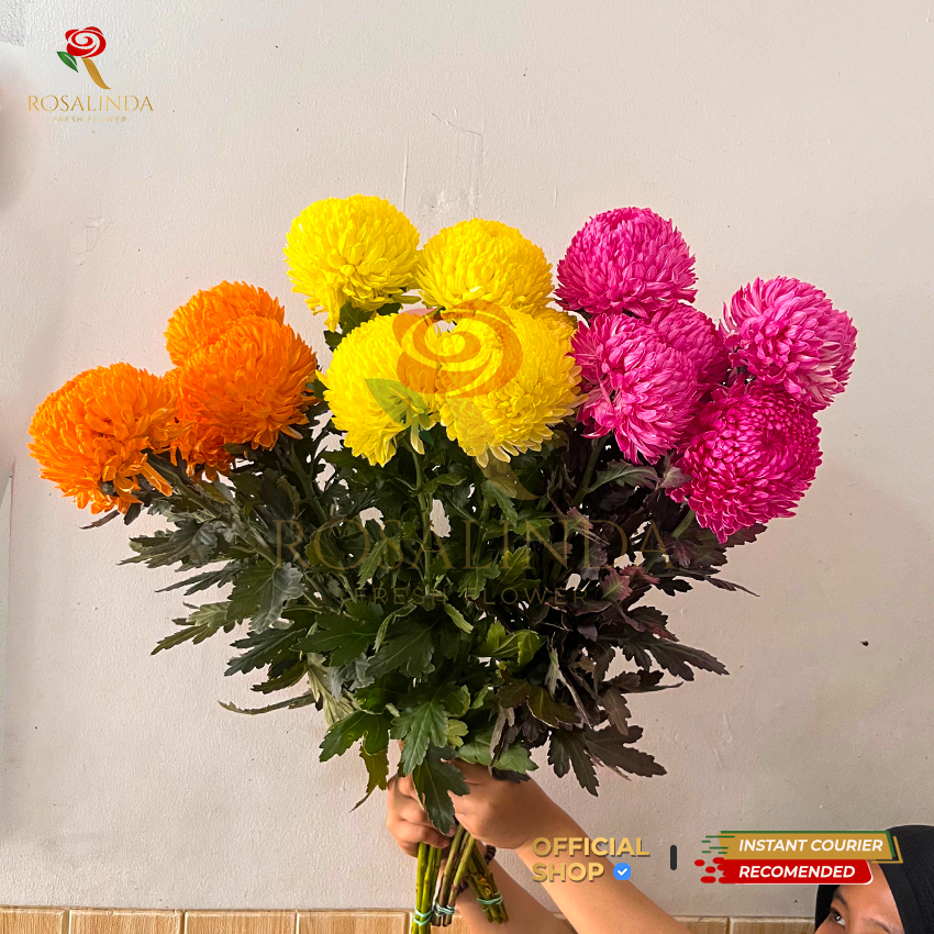 Jual Bunga Krisan Peonymum / Bunga Potong Segar / Bunga Import | Shopee ...