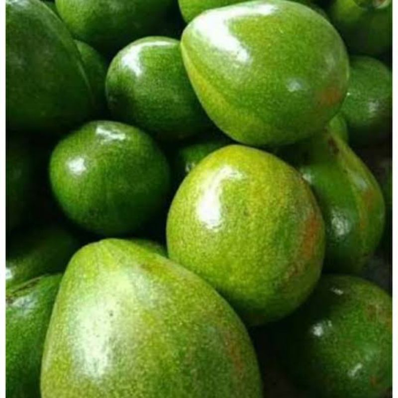 Jual buah alpokat metega mateng 1kg pasar samarinda | Shopee Indonesia