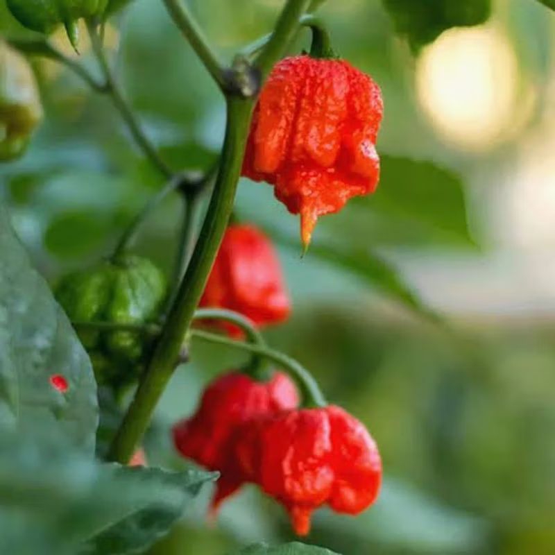 Jual 3biji benih cabe Carolina reaper | Shopee Indonesia