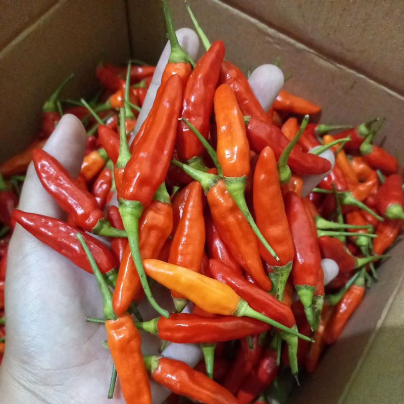 Jual Cabe / Cabai Rawit Merah ORI Super 1 kg Fresh | Shopee Indonesia